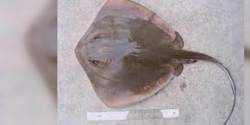 Freshwater stingrays: New fish species in Magway Region | Myanmar International TV